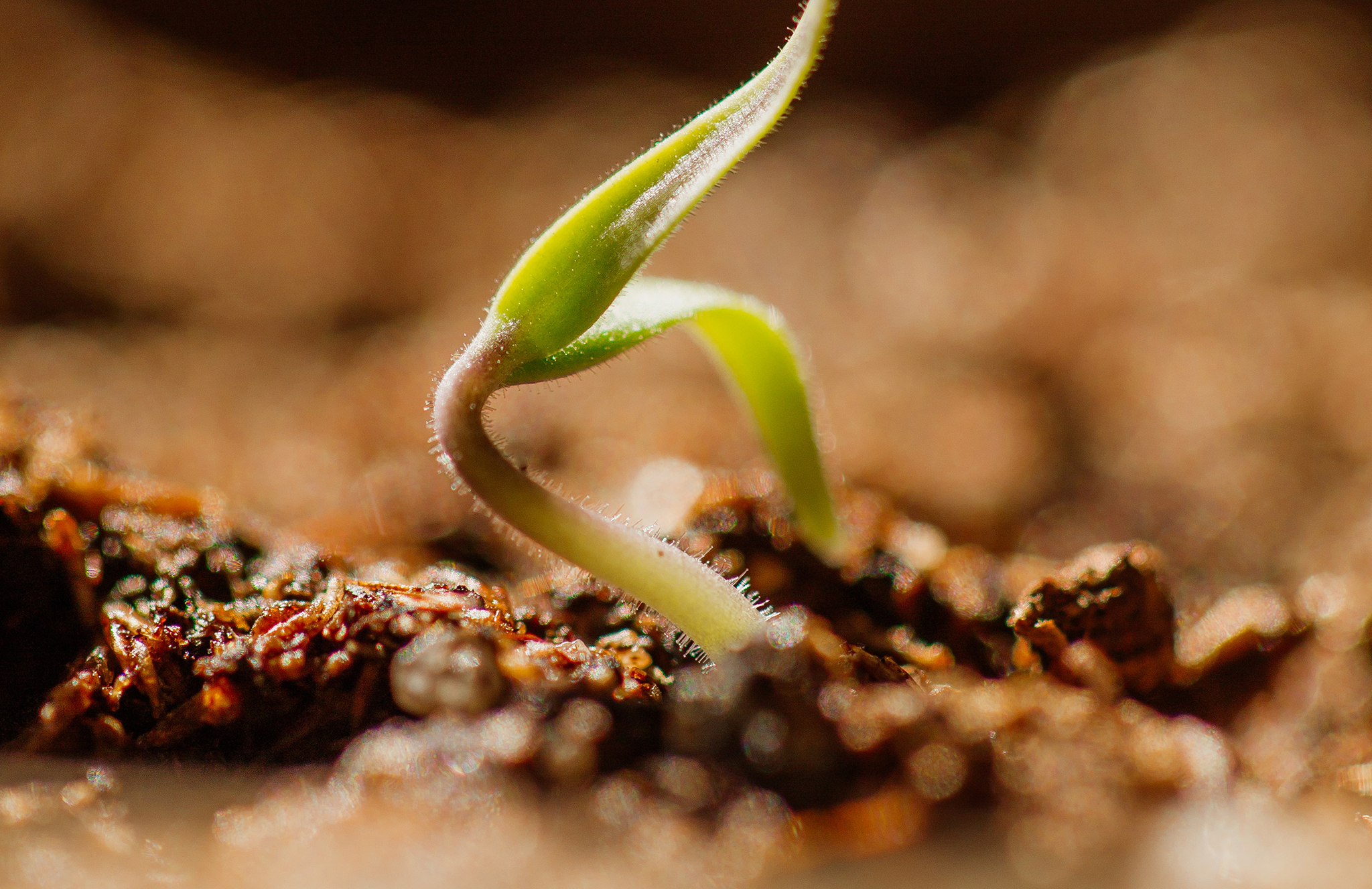 Esikasvatuksen ongelmia pienessä talossa – Torpan Tyttö